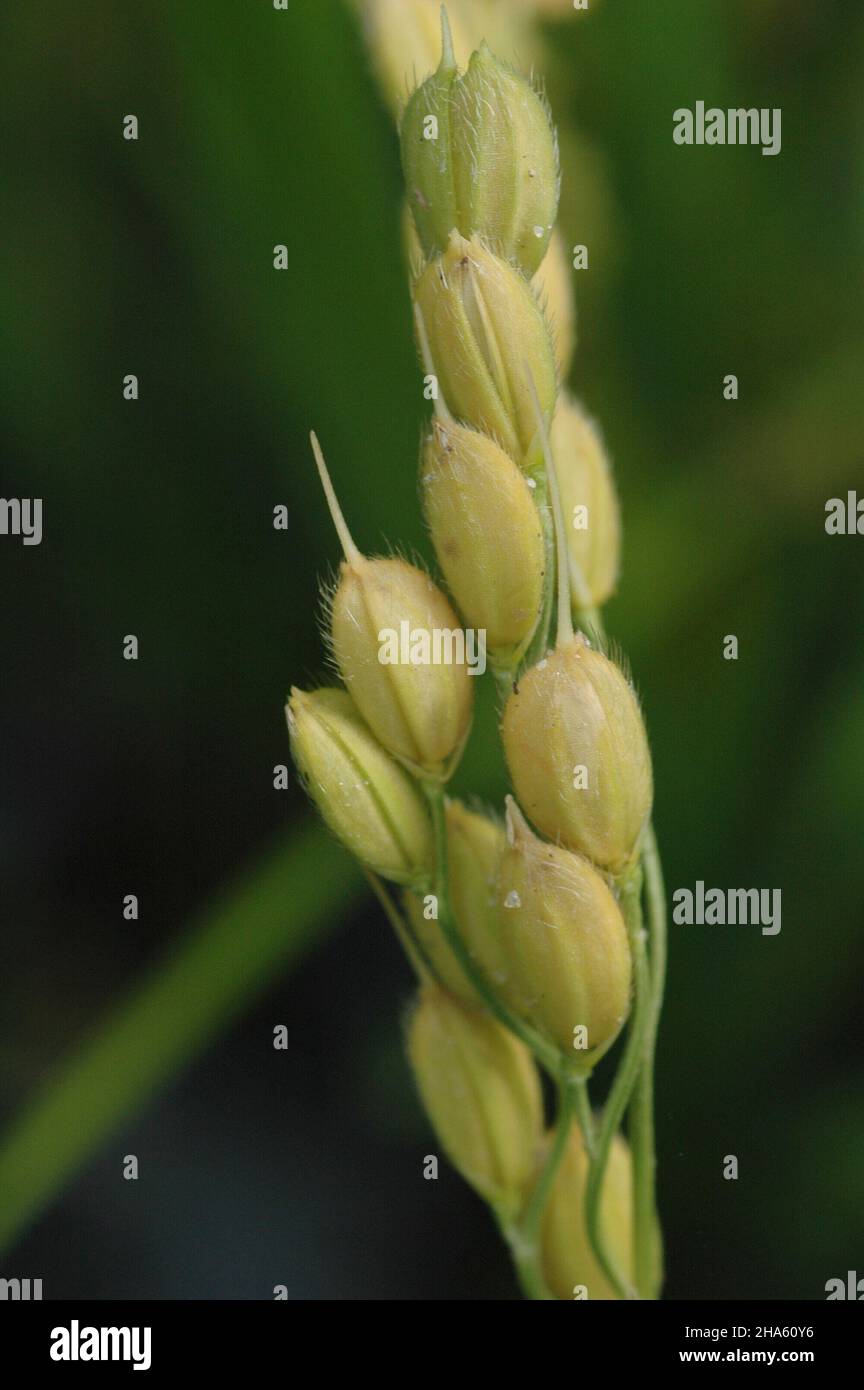 italy,south tyrol,meran,the gardens of trauttmansdorff castle ...