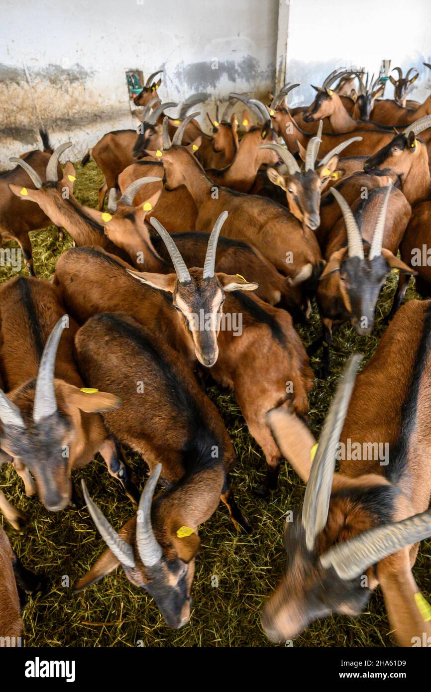 italy,south tyrol,trentino-south tyrol,alto adige,pustertal,dolomites ...