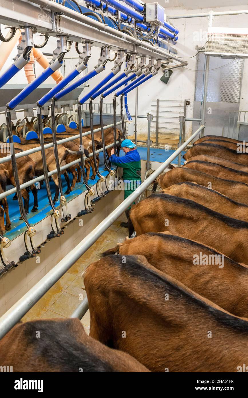 Colorful noble goats hi-res stock photography and images - Alamy