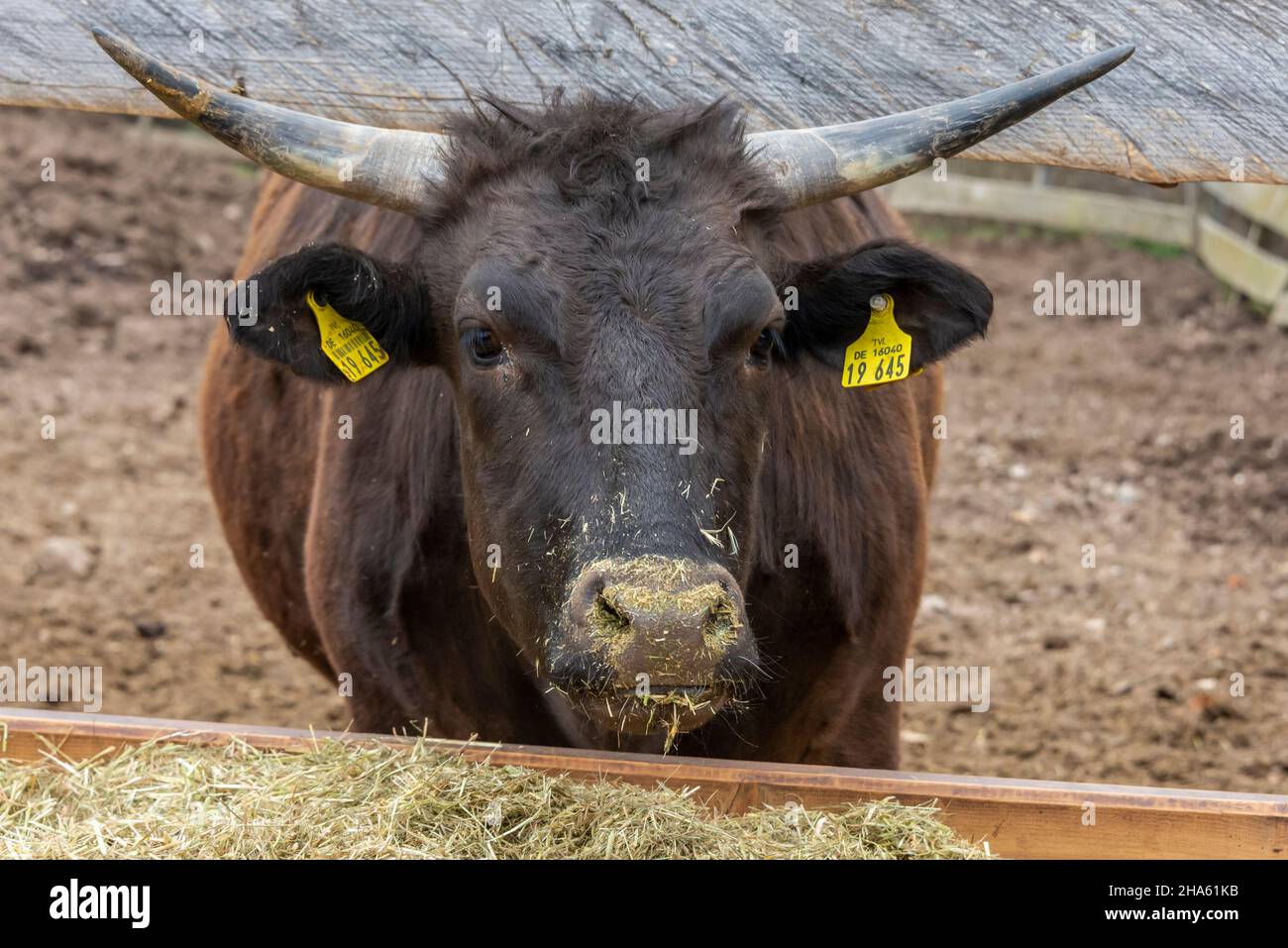 Wagyu cow hi-res stock photography and images - Alamy