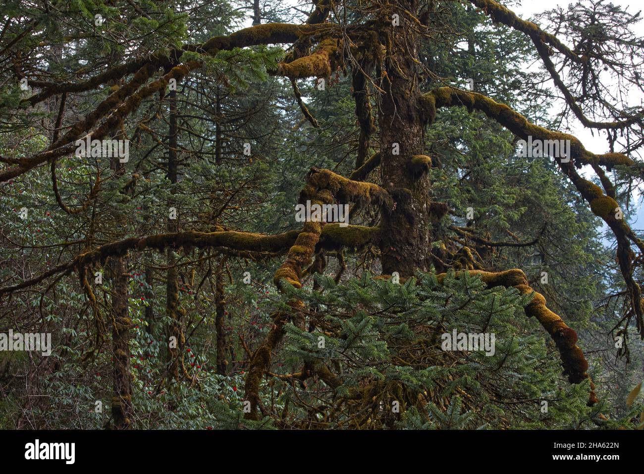 Close-up Himalayan fir covered with moss at 4000 meters above sea level ...