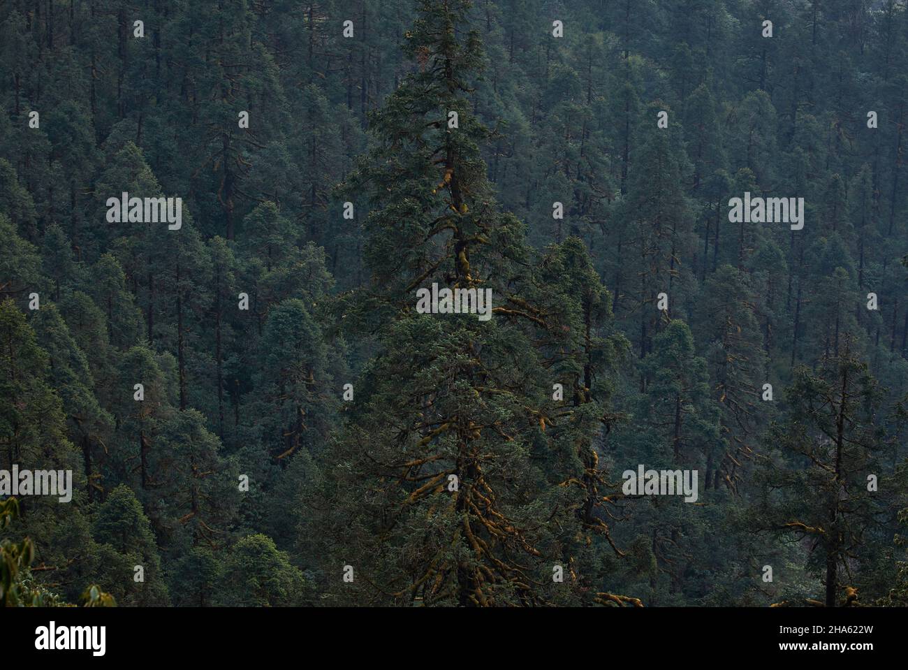 Himalayan fir covered with moss at 4000 meters above sea level Stock ...