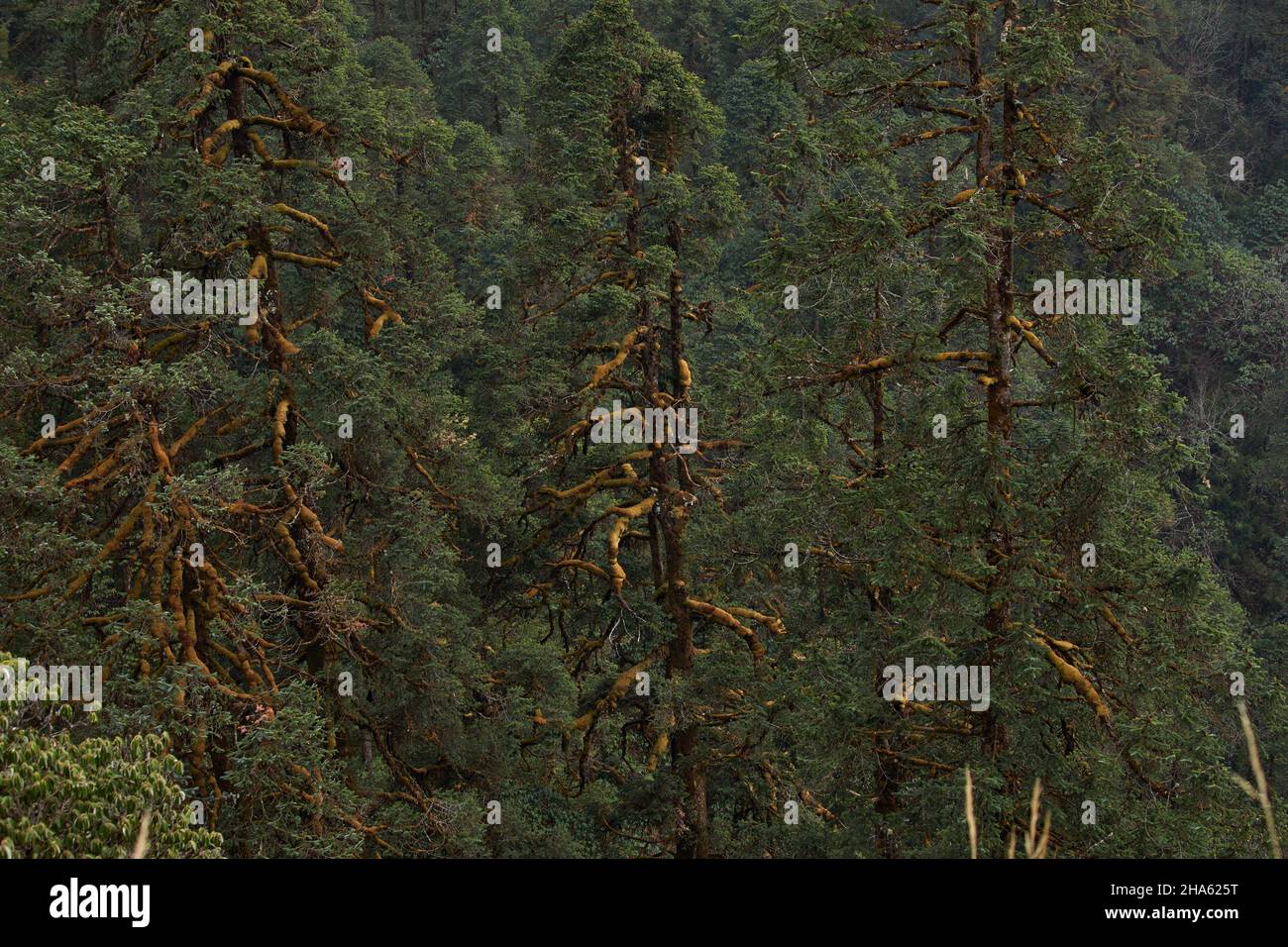Himalayan fir covered with moss at 4000 meters above sea level Stock ...