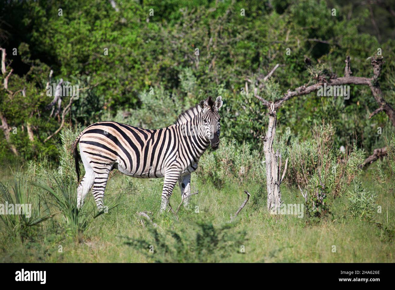 Zebra in green bushes hi-res stock photography and images - Alamy