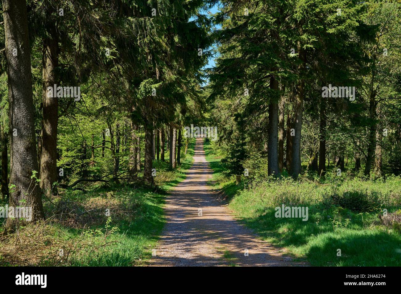 hiking trail,spring,rennsteig,großer inselsberg,bad tabarz,thuringian ...