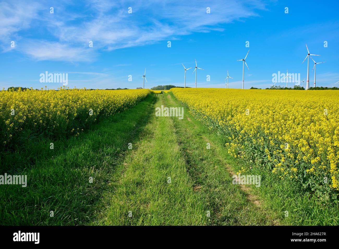 path,rapeseed field,blossom,spring,wind turbine,thuringia,germany Stock ...