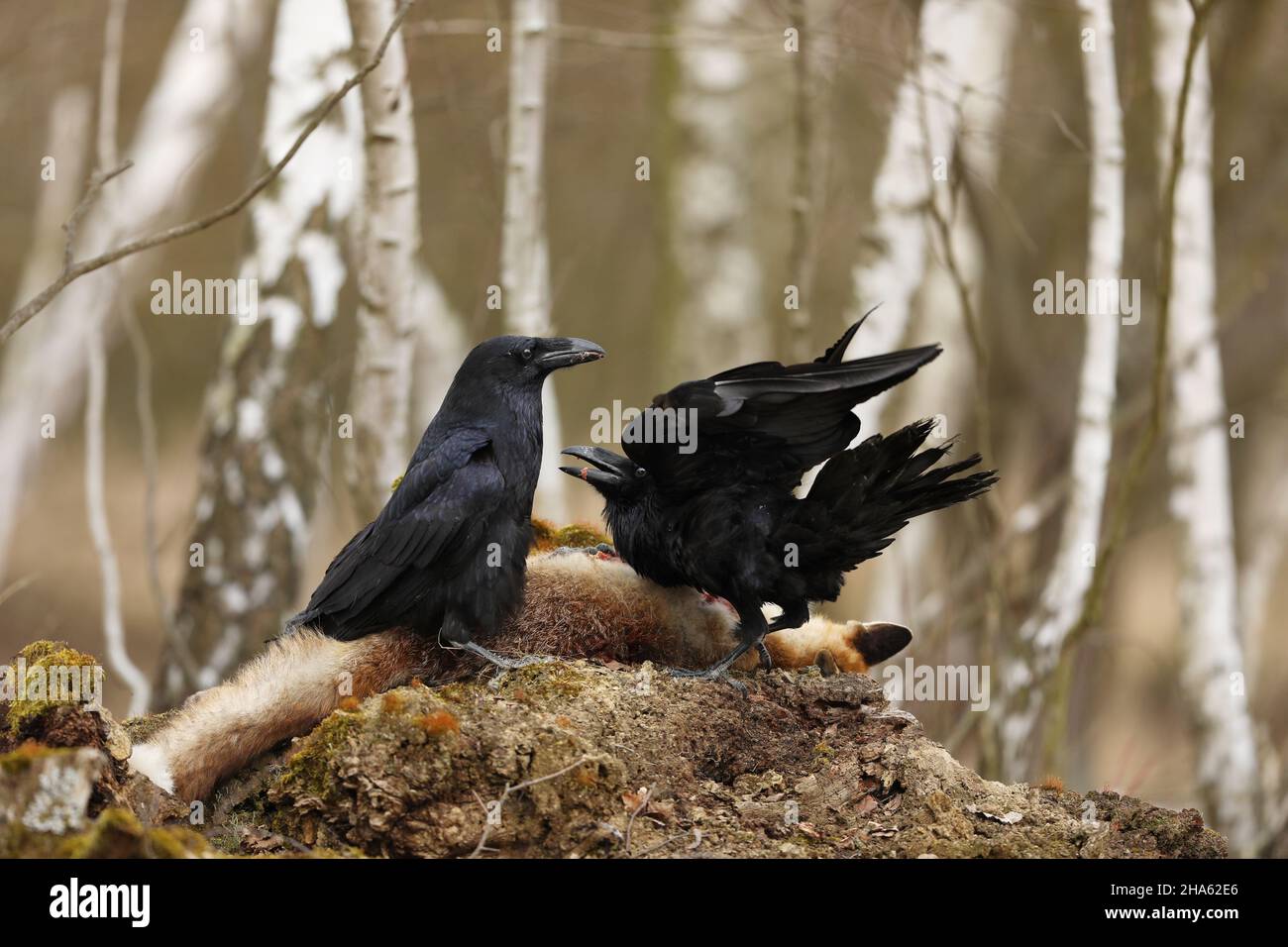 Ravens bird fighting hi-res stock photography and images - Alamy