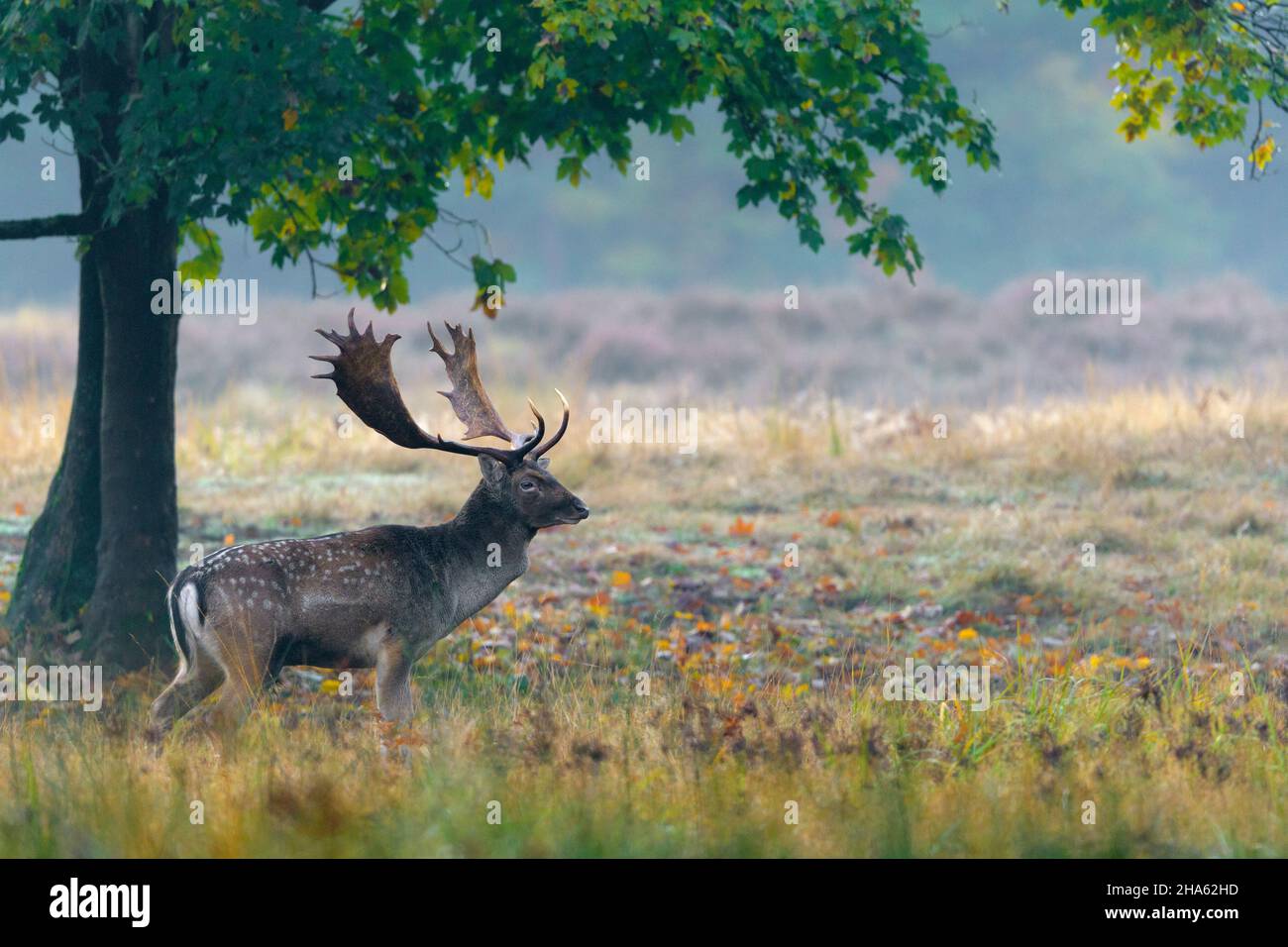 fallow deer in an open space,cervus dama,autumn,october,hesse,germany ...