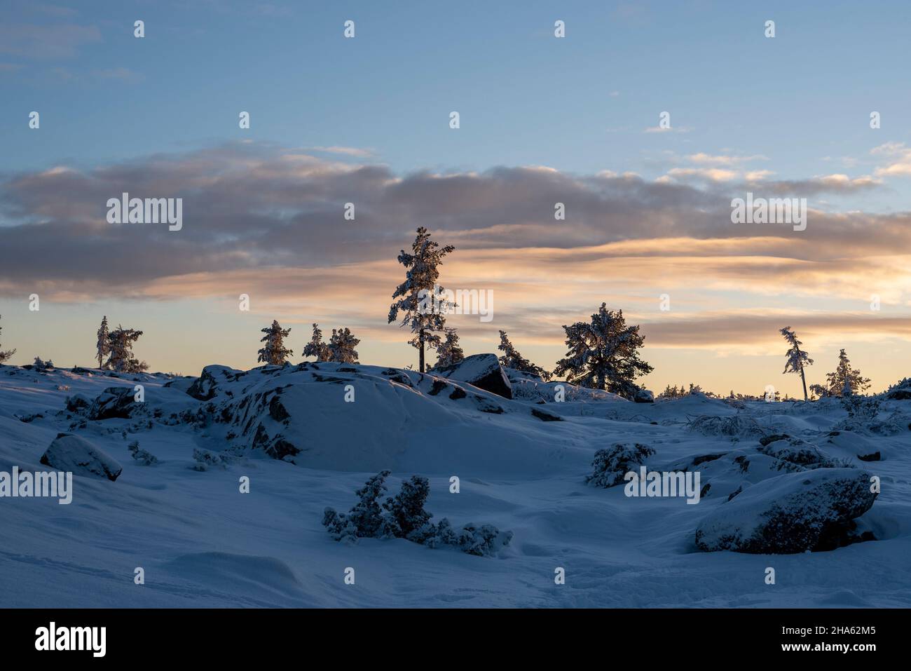 spruce trees,tree line on the särkitunturi,muonio,lapland,finland Stock ...