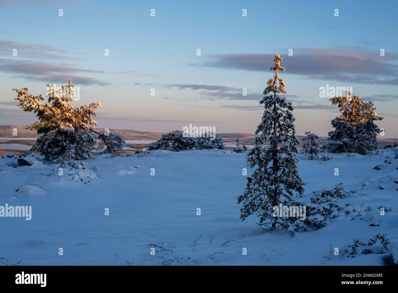 spruce trees,tree line on the särkitunturi,muonio,lapland,finland Stock ...