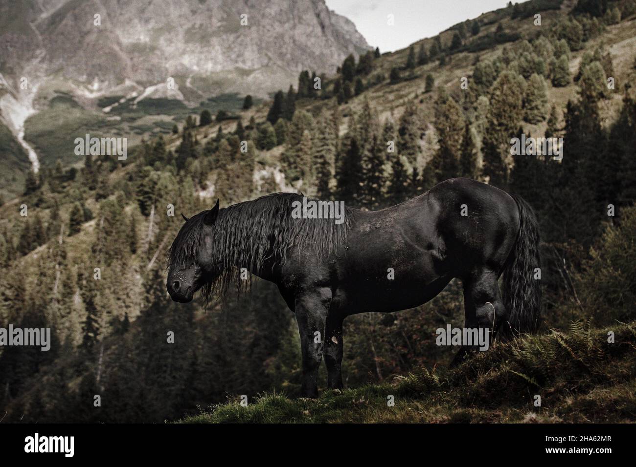 noriker stallion in the spertental near aschau / kirchberg in tirol in ...