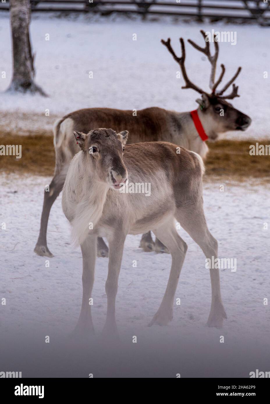 reindeer in an enclosure,lapland,finland Stock Photo - Alamy