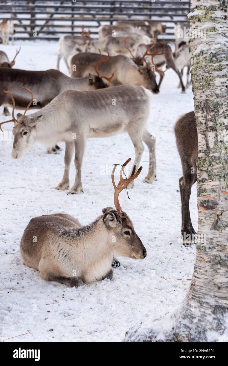 reindeer in an enclosure,lapland,finland Stock Photo - Alamy