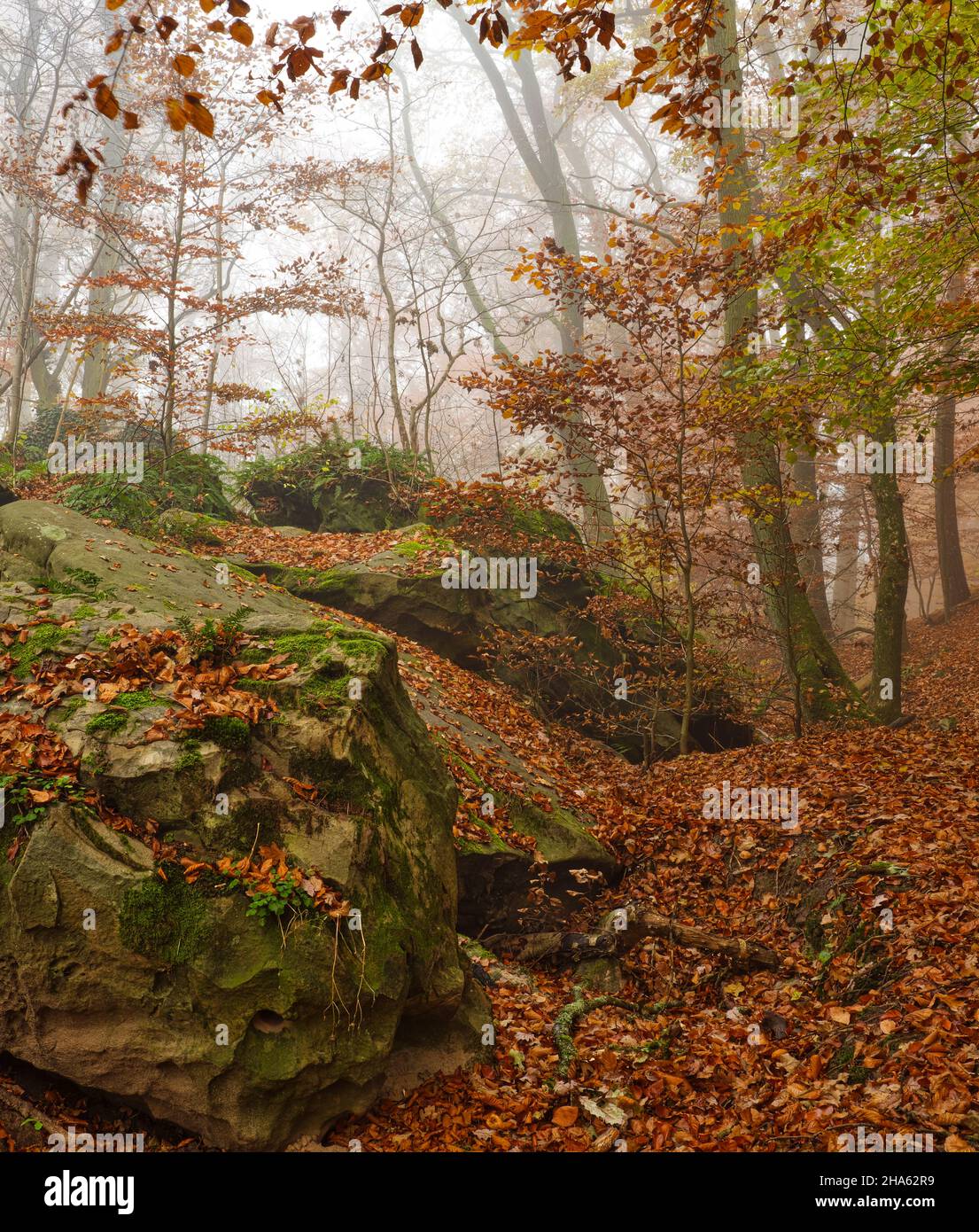 europe,germany,hesse,vogelsberg,geopark volcanic region vogelsberg,sea ...