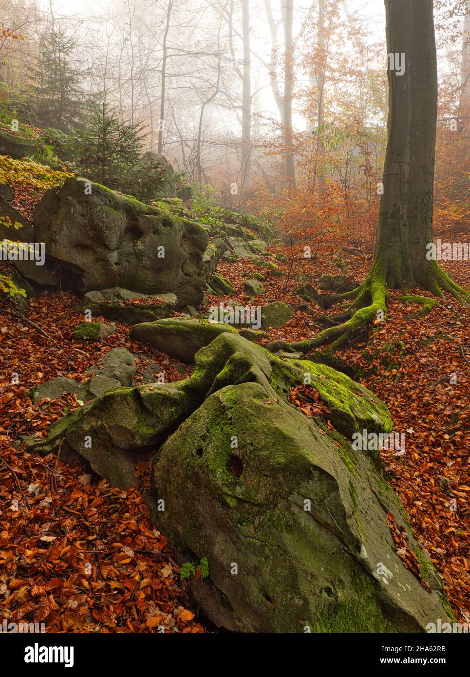 europe,germany,hesse,vogelsberg,geopark volcanic region vogelsberg,sea ...