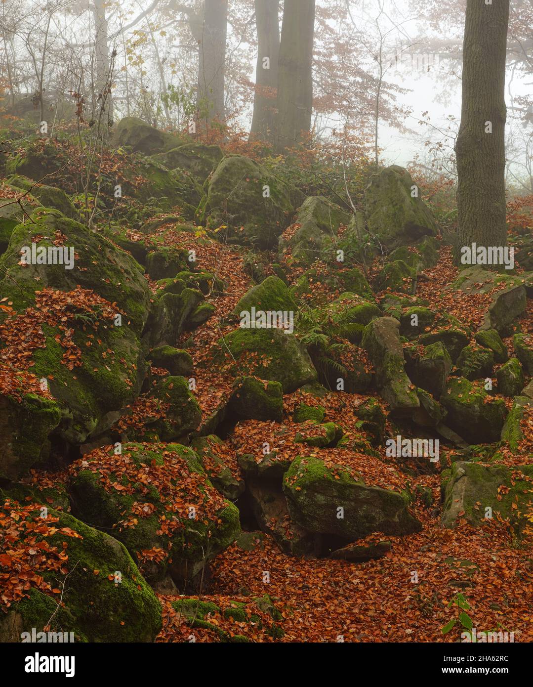 europe,germany,hesse,vogelsberg,geopark volcanic region vogelsberg,sea ...