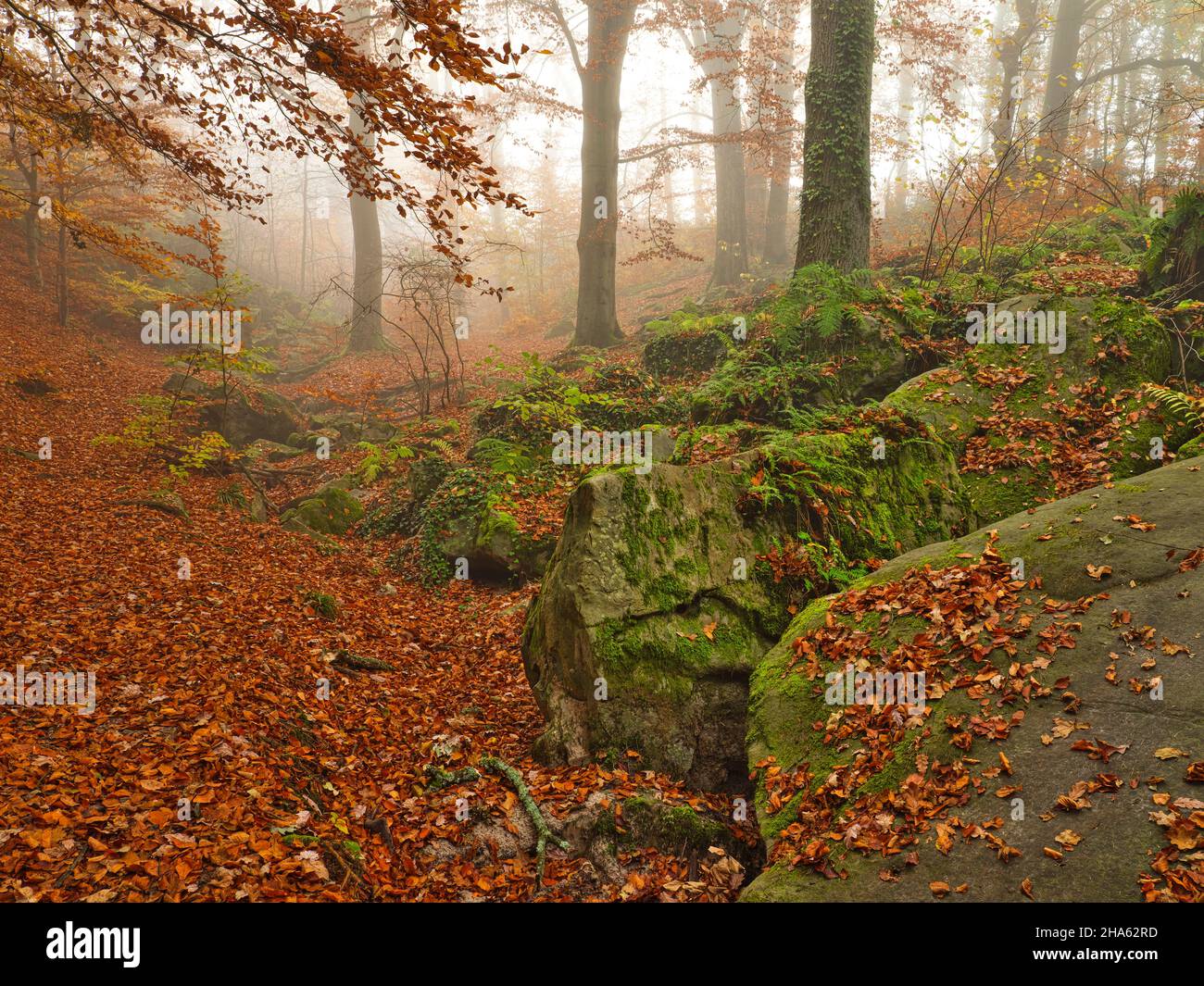 europe,germany,hesse,vogelsberg,geopark volcanic region vogelsberg,sea ...