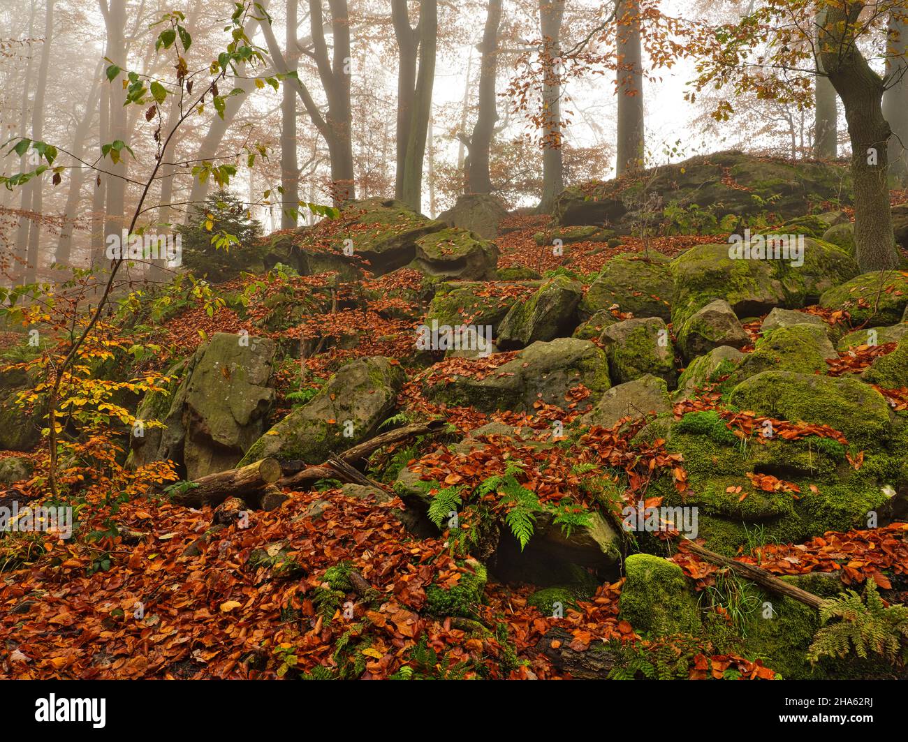europe,germany,hesse,vogelsberg,geopark volcanic region vogelsberg,sea ...