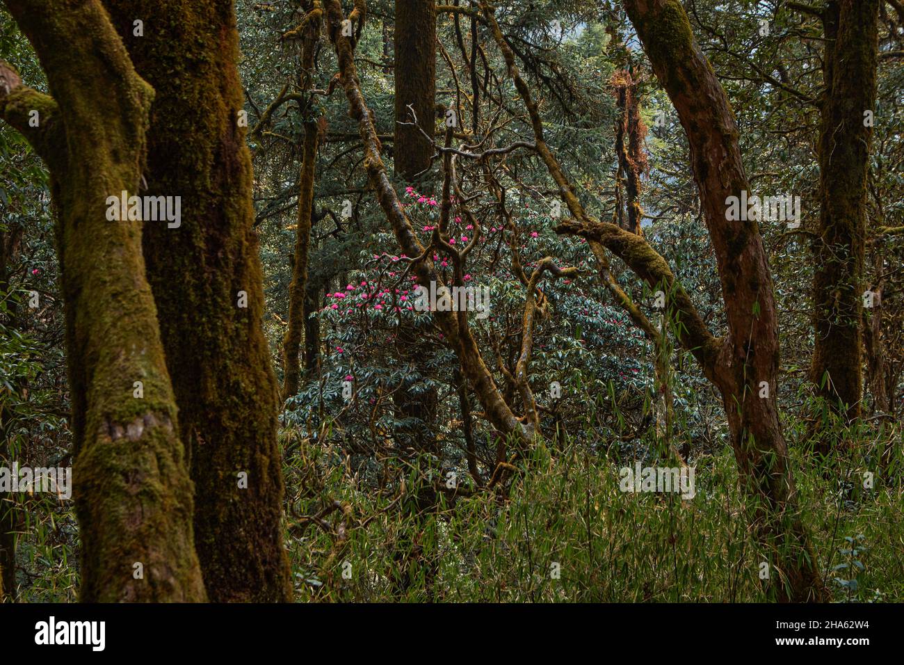 Spring in Himalayas i the best time for looking blossom of ...