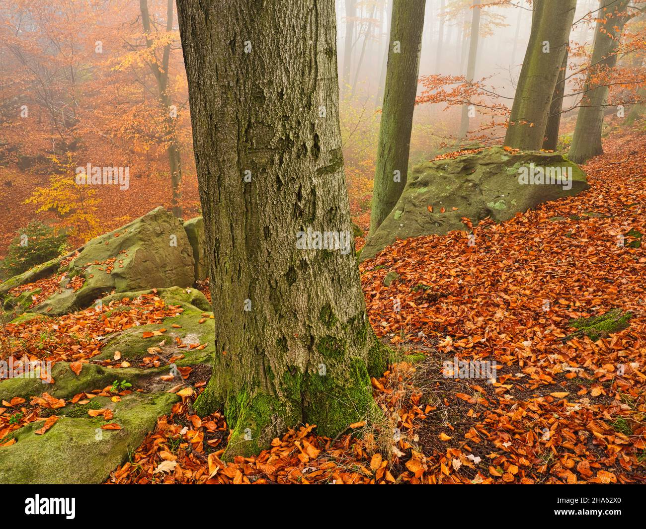 europe,germany,hesse,vogelsberg,geopark volcanic region vogelsberg,sea ...