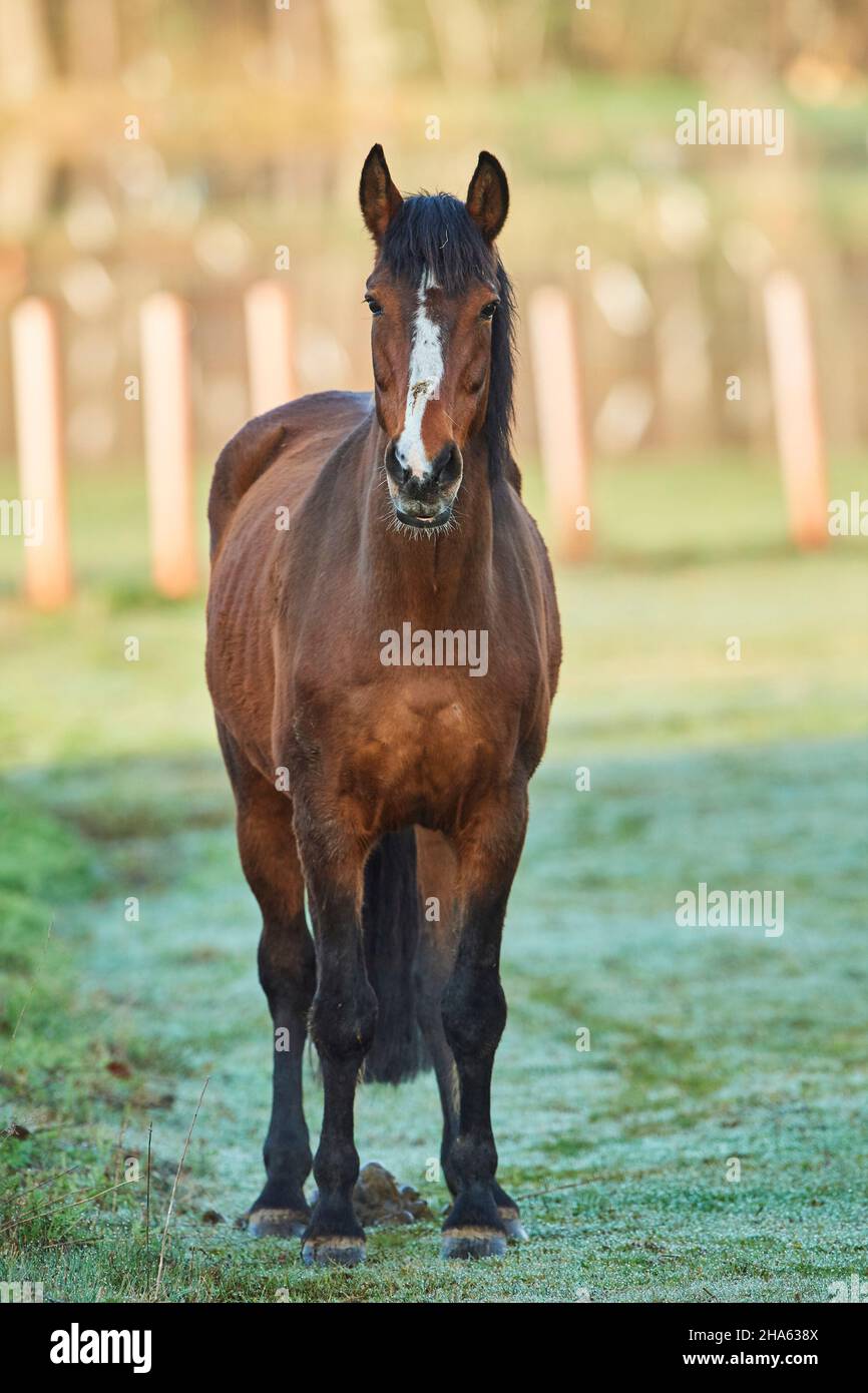 domestic horse (equus caballus),paddock,standing,looking at camera ...