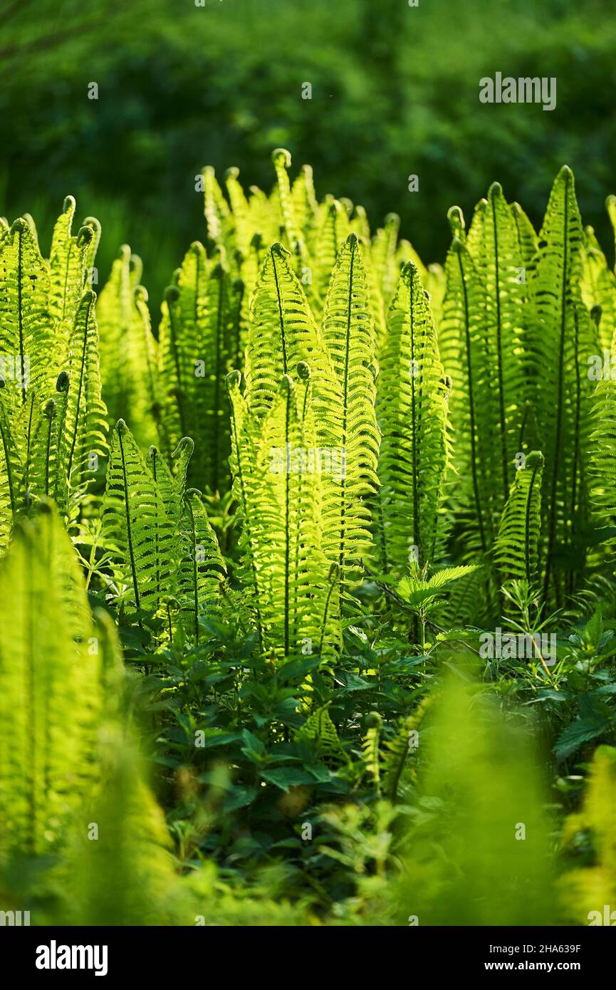 Aspidium Filix Mas High Resolution Stock Photography and Images - Alamy