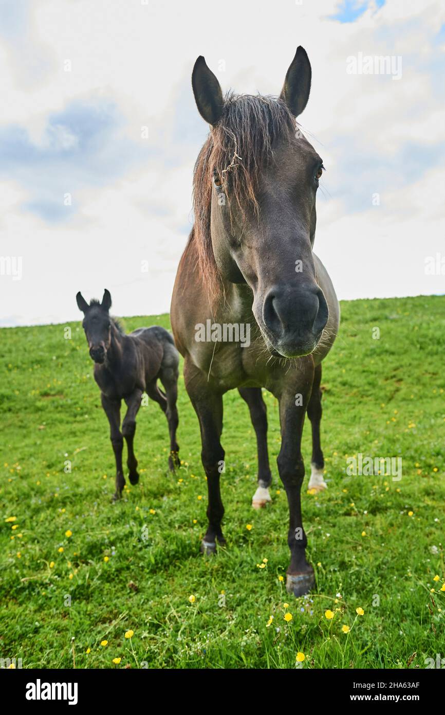 domestic horse (equus caballus),american quarter horse,foal,paddock ...