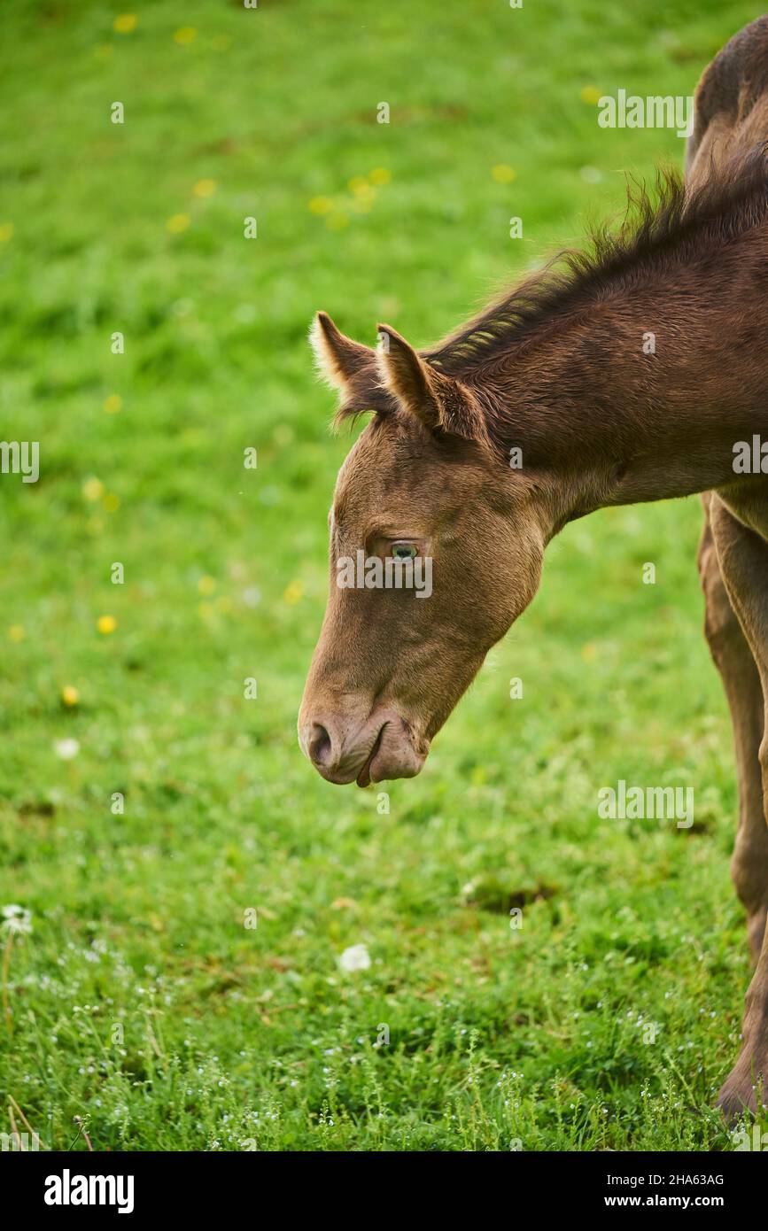 domestic horse (equus caballus),american quarter horse,foal,paddock ...