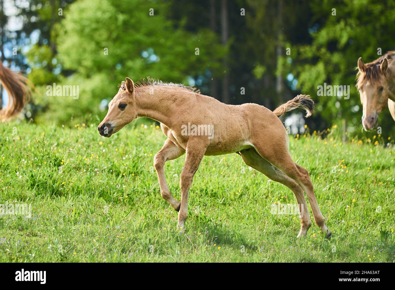 domestic horse (equus caballus),american quarter horse,foal,paddock ...