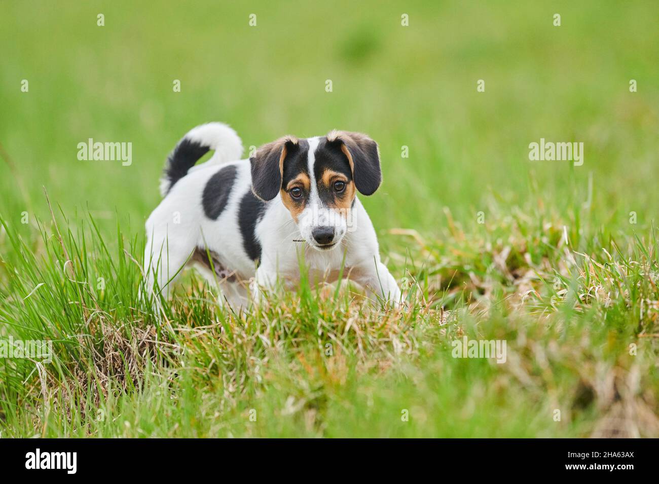 jack russell terrier,puppy,dog in a meadow,bavaria,germany Stock Photo ...