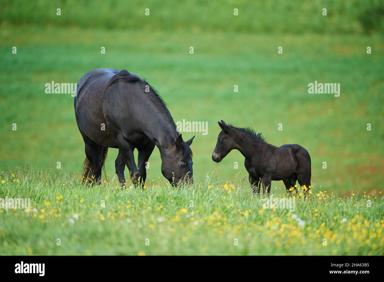 domestic horse (equus caballus),american quarter horse,foal,paddock ...