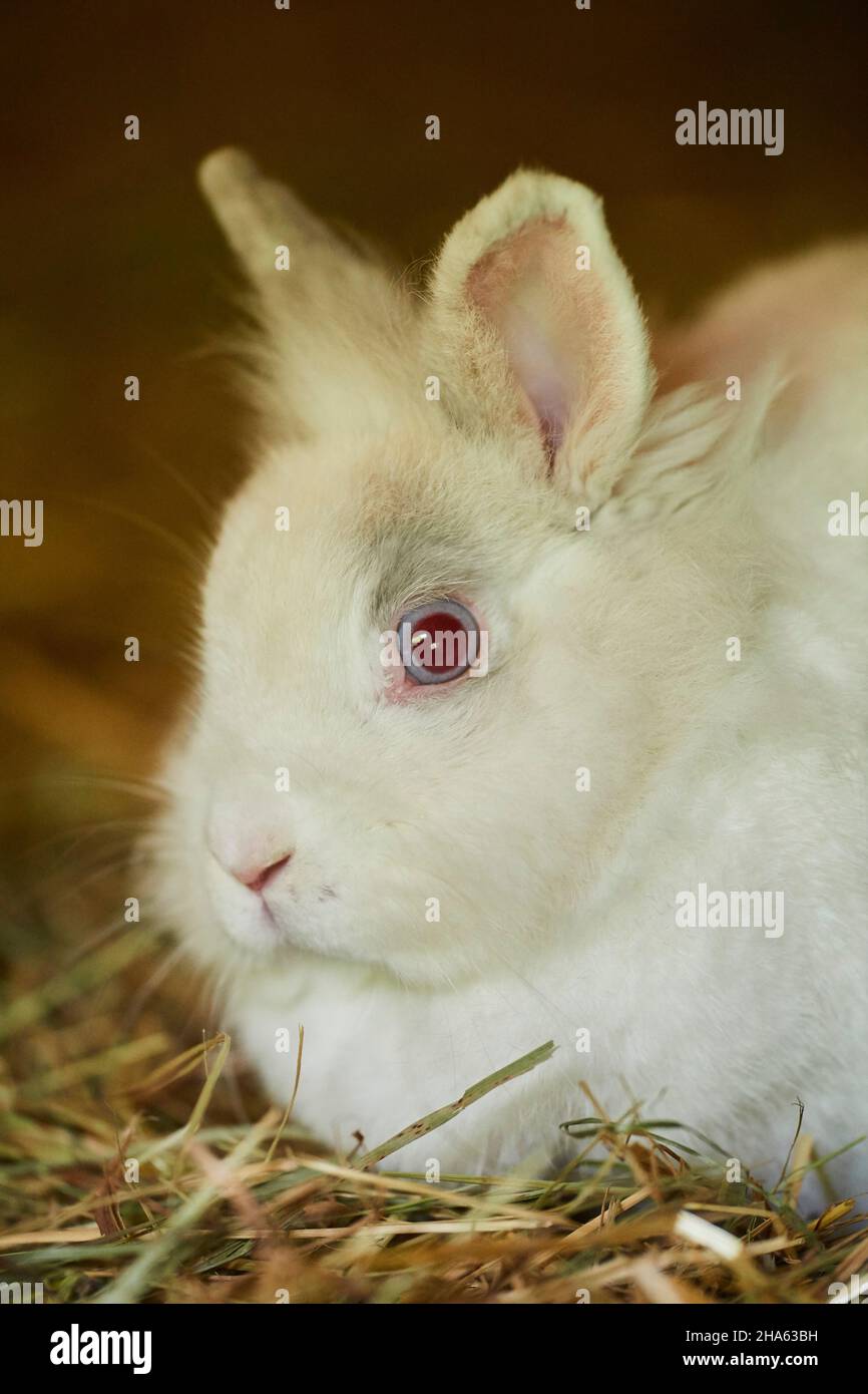 domestic rabbit (oryctolagus cuniculus forma domestica),white,portrait ...