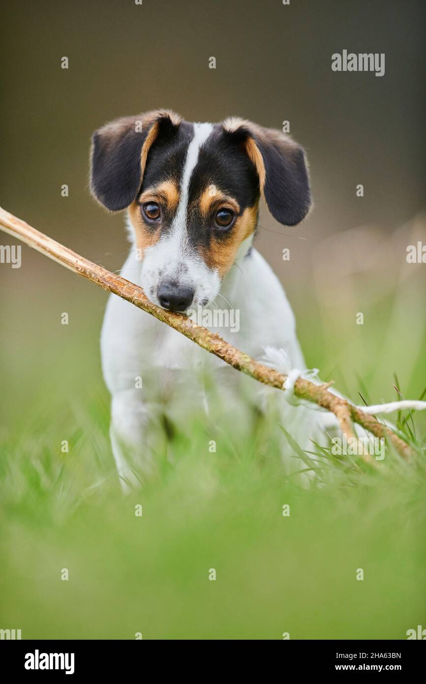 jack russell terrier,puppy,dog in a meadow,bavaria,germany Stock Photo ...