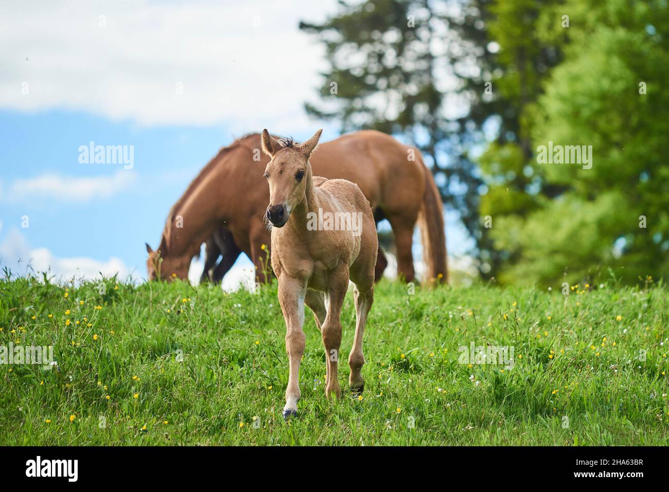 domestic horse (equus caballus),american quarter horse,foal,paddock ...