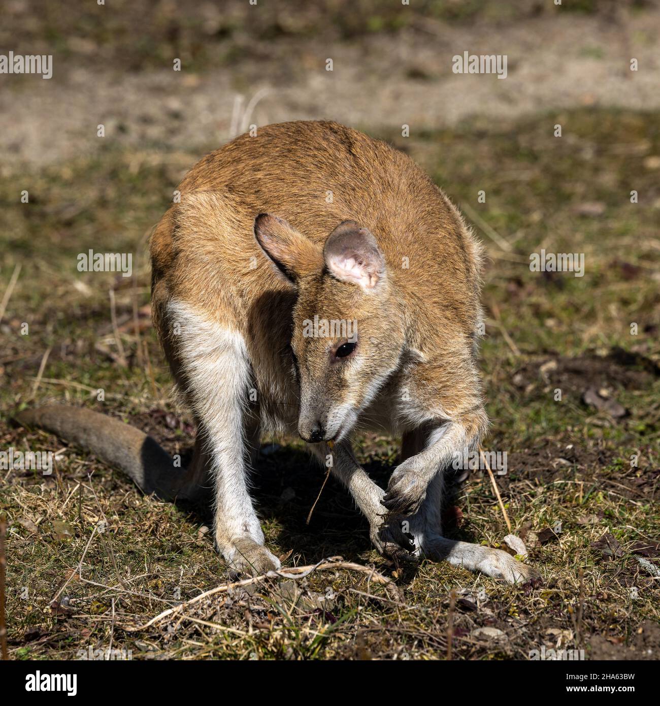 The agile wallaby, Macropus agilis also known as the sandy wallaby is a ...