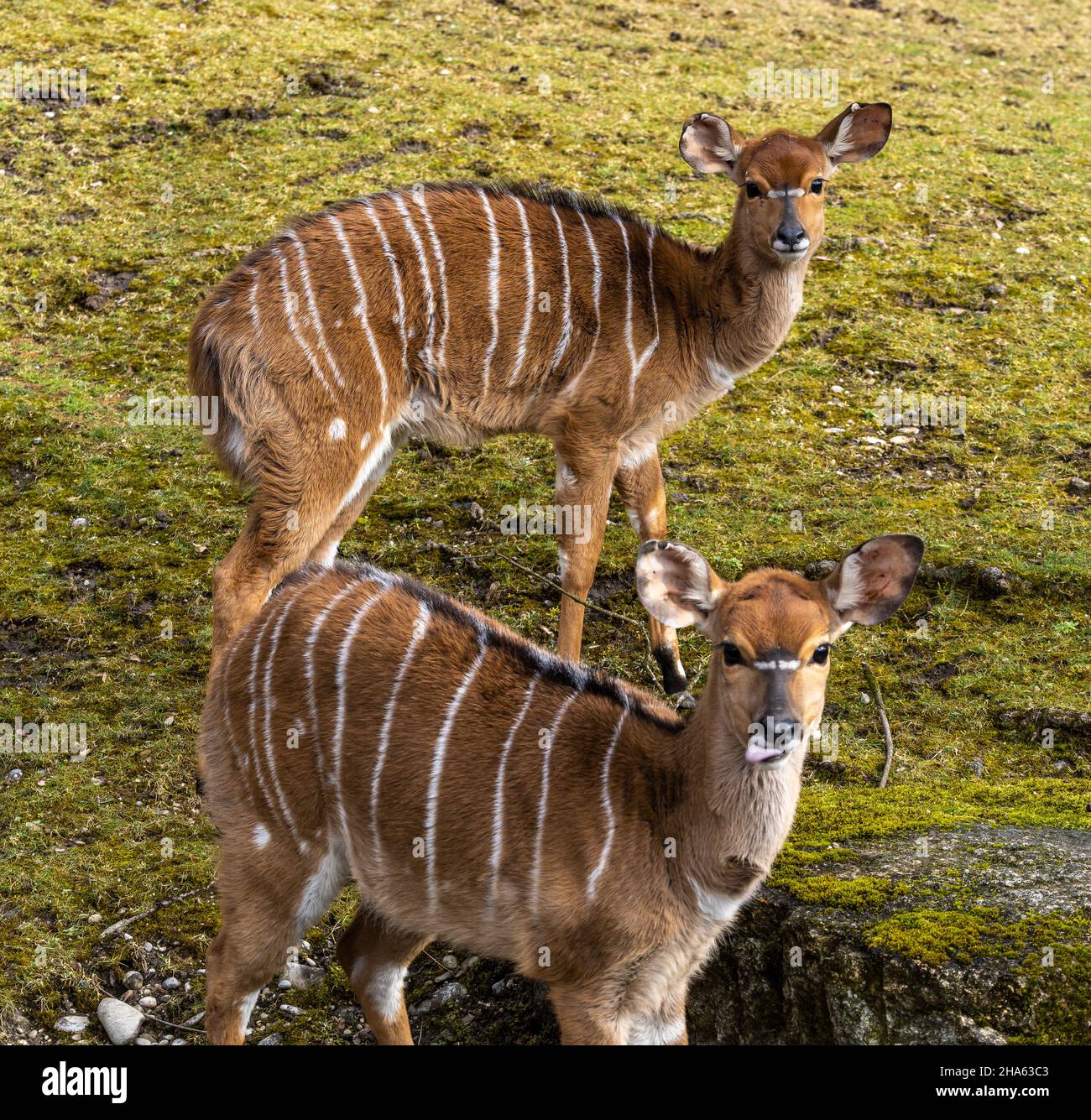 The nyala, Tragelaphus angasii is a spiral-horned antelope native to ...