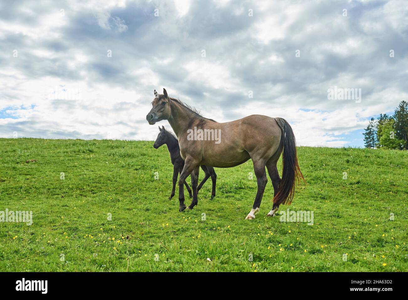 domestic horse (equus caballus),american quarter horse,foal,paddock ...