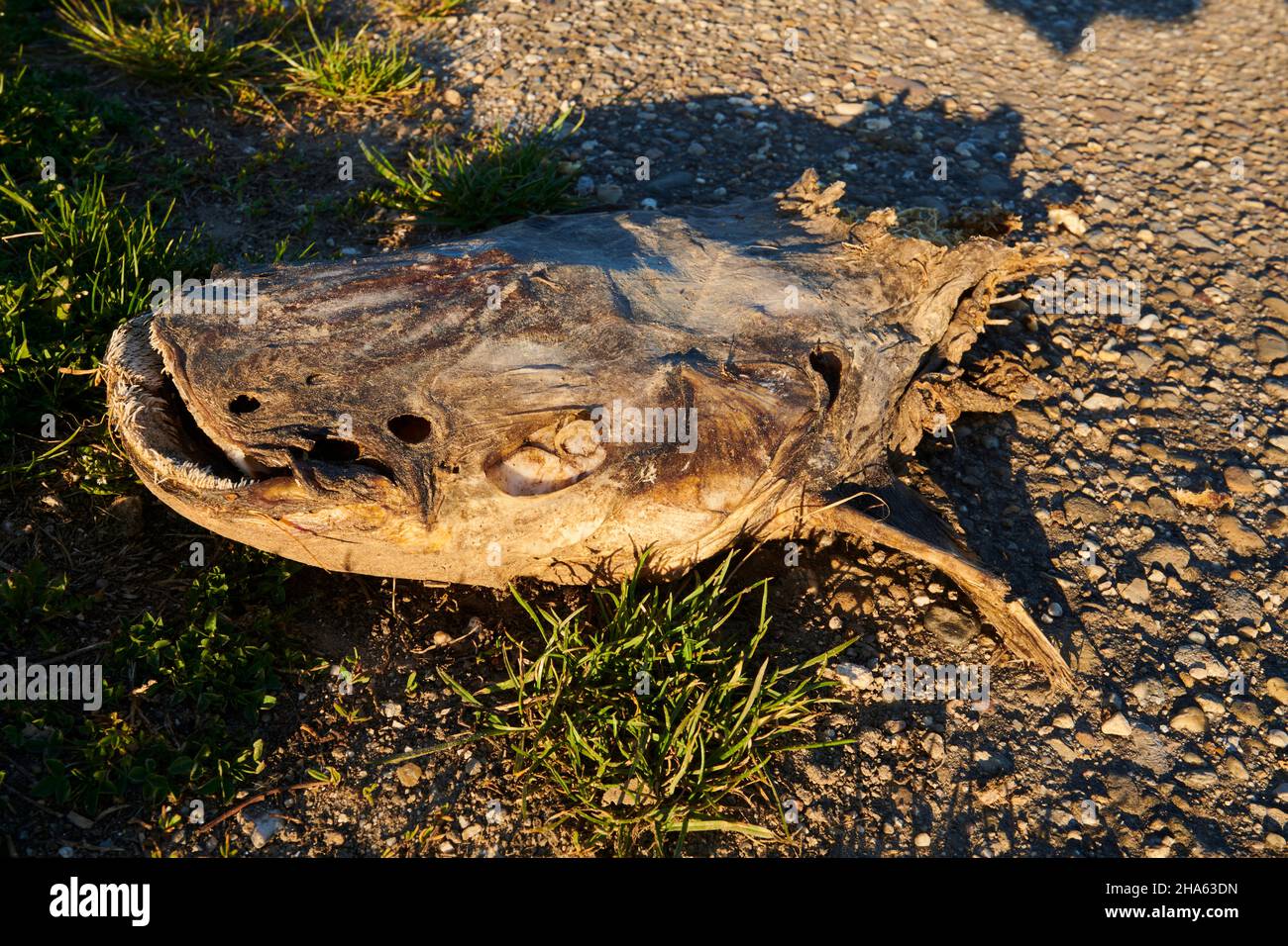 dead european catfish (silurus glanis) lies next to a road near the ...