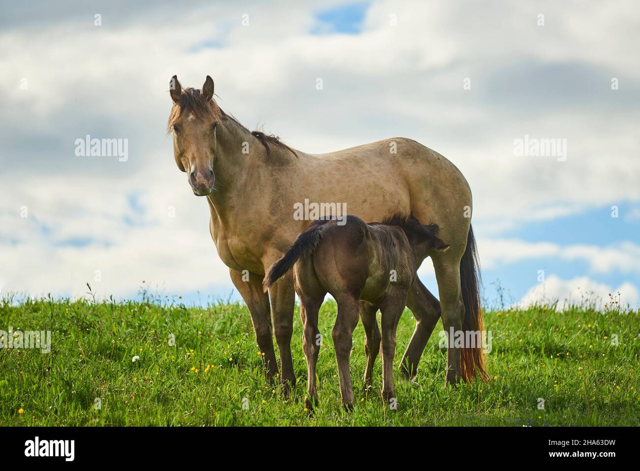 domestic horse (equus caballus),american quarter horse,foal,paddock ...