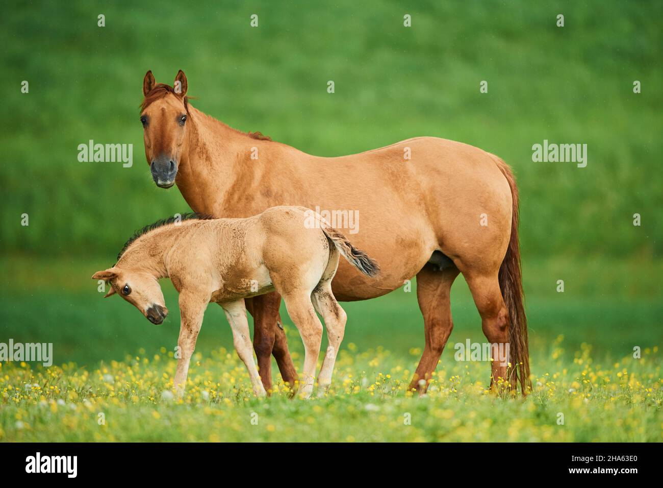 domestic horse (equus caballus),american quarter horse,foal,paddock ...