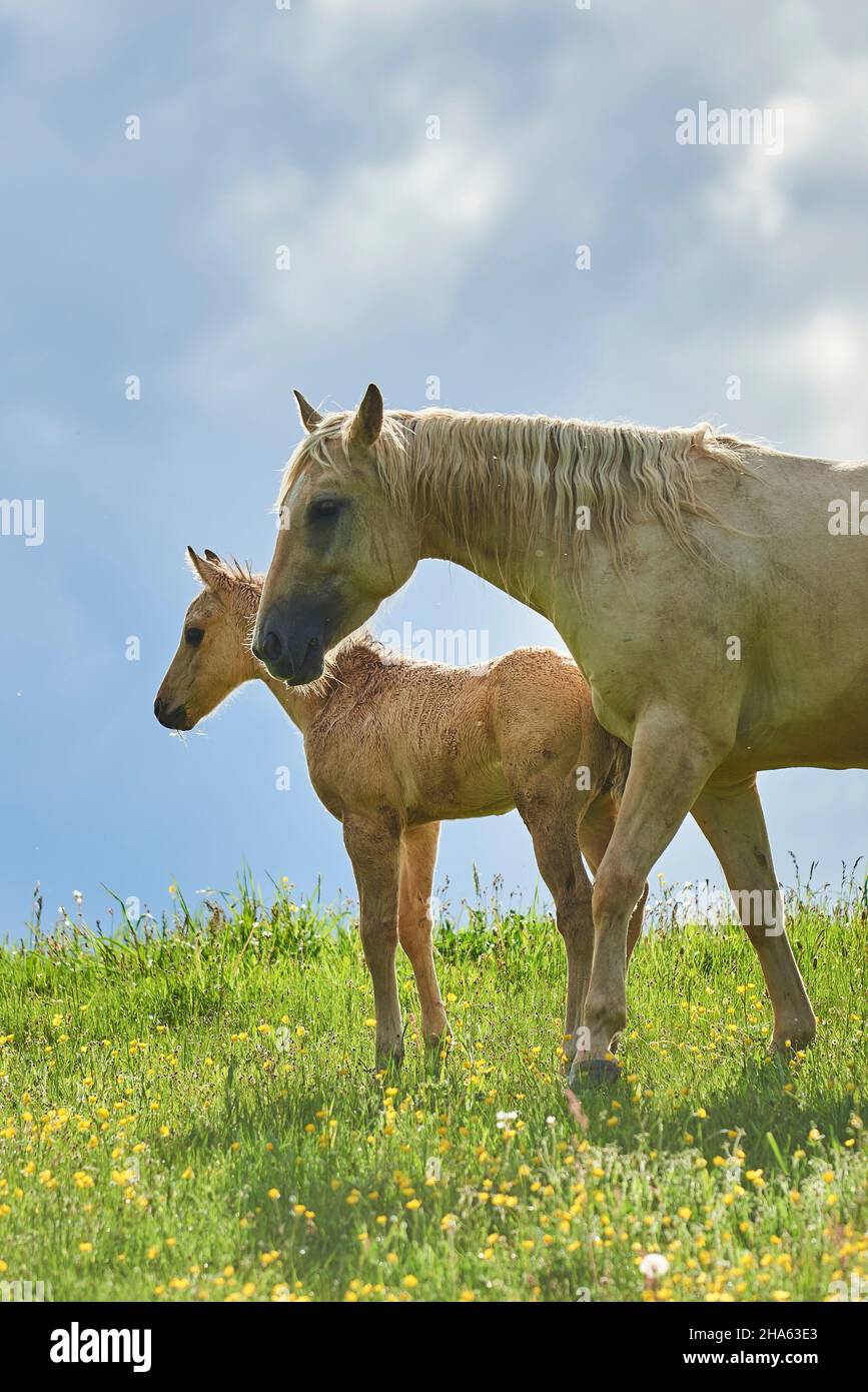 domestic horse (equus caballus),american quarter horse,foal,paddock ...