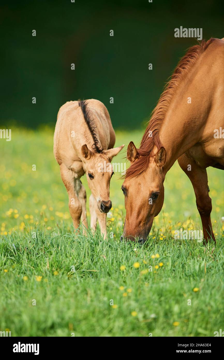 domestic horse (equus caballus),american quarter horse,foal,paddock ...