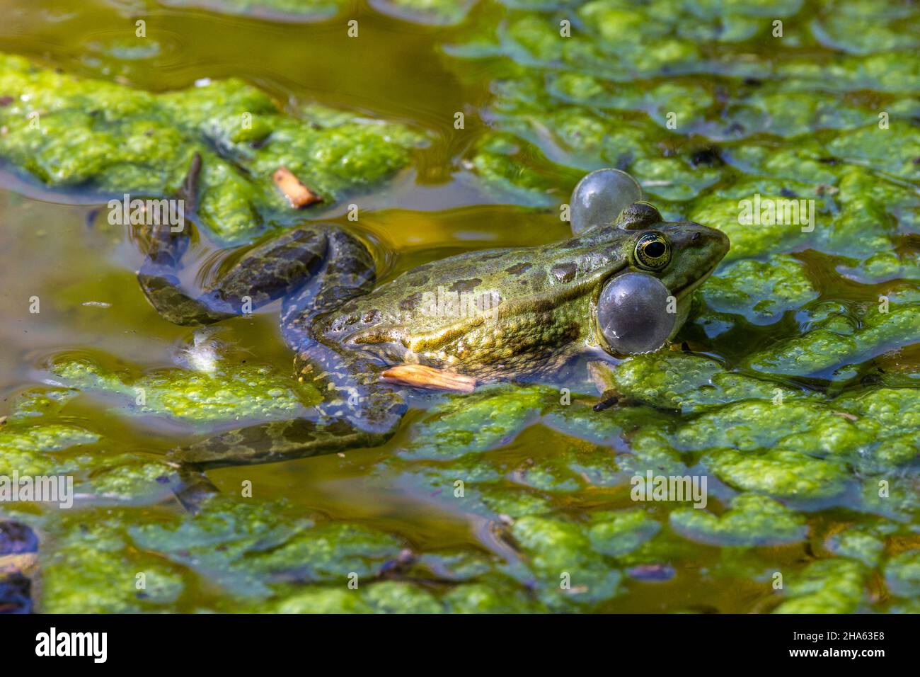 Common frog, Rana temporaria, single reptile croaking in water, also ...