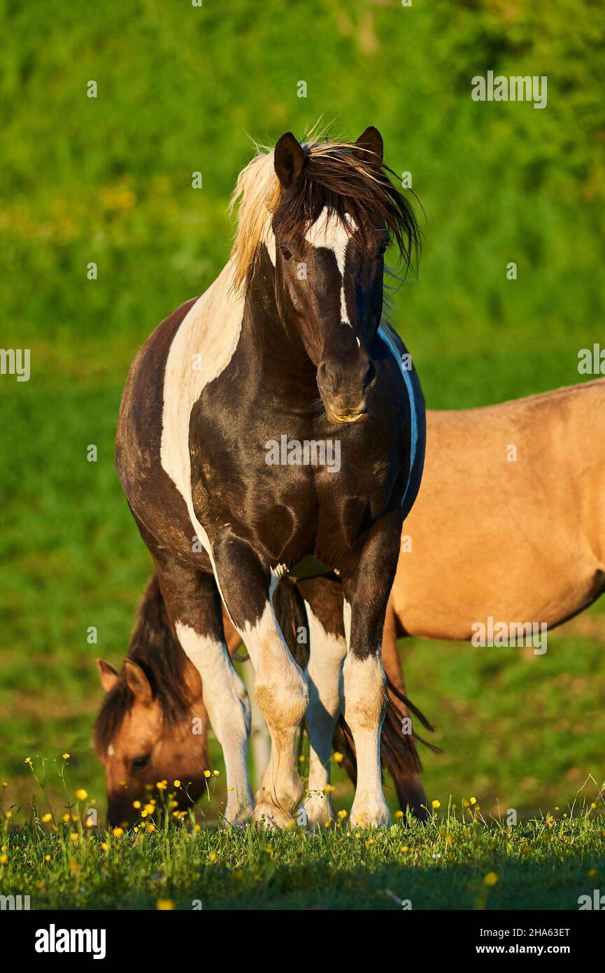 domestic horse (equus caballus),american quarter horse,paddock,standing ...