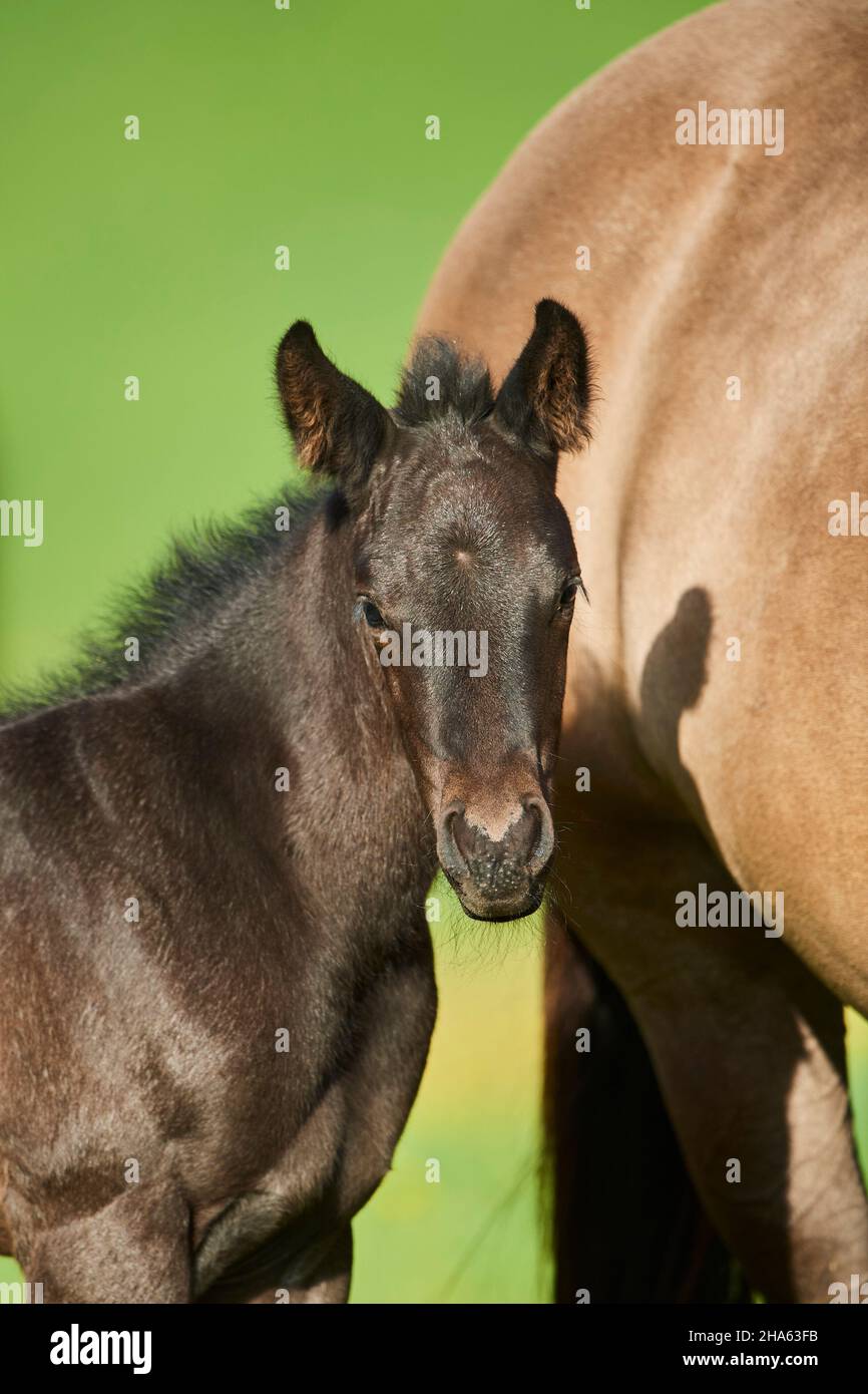 domestic horse (equus caballus),american quarter horse,foal,paddock ...