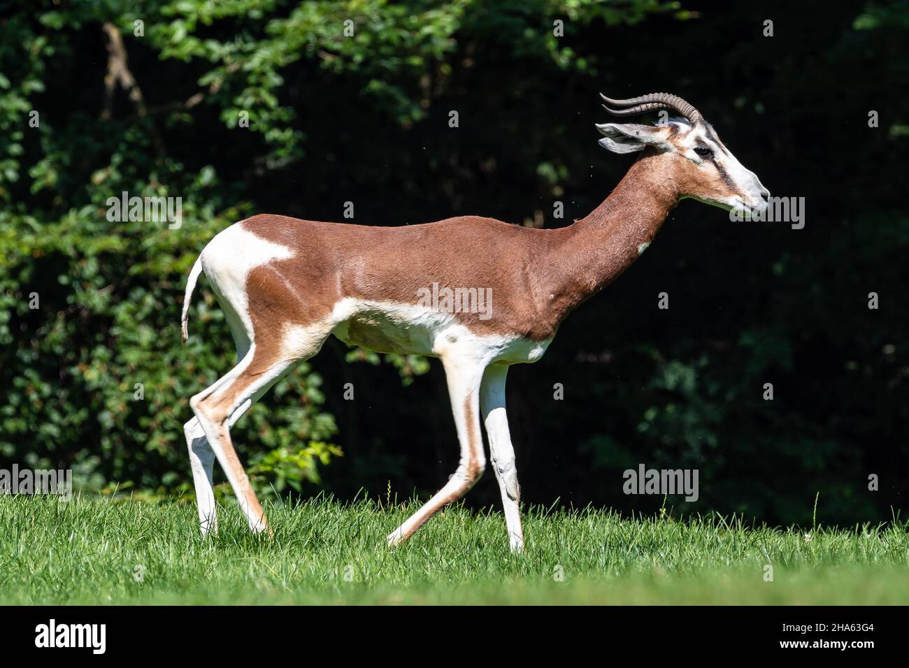 Dama Gazelle Dama Gazelle, Gazella Dama Mhorr Or Mhorr Gazelle Is A