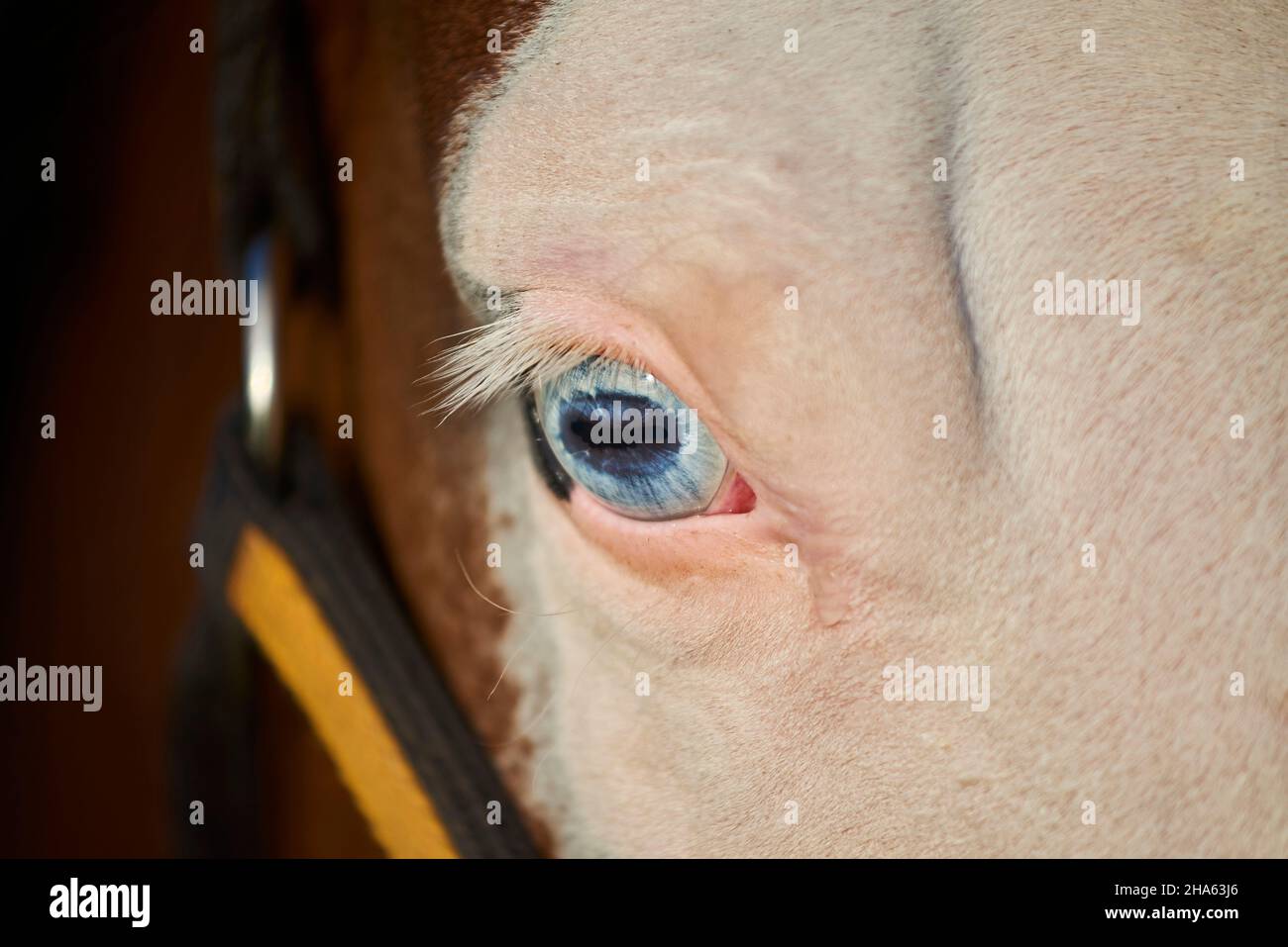 domestic horse (equus caballus),american quarter horse,eye,detail Stock ...