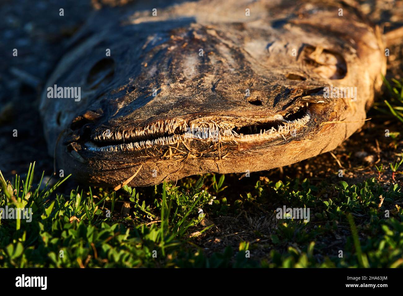 dead european catfish (silurus glanis) lies next to a road near the ...