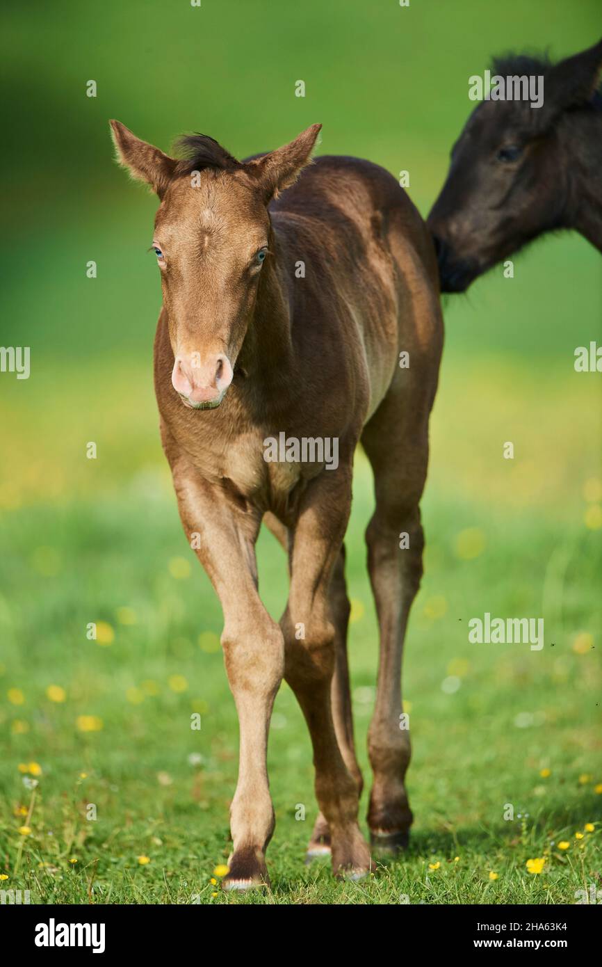 domestic horse (equus caballus),american quarter horse,foal,paddock ...