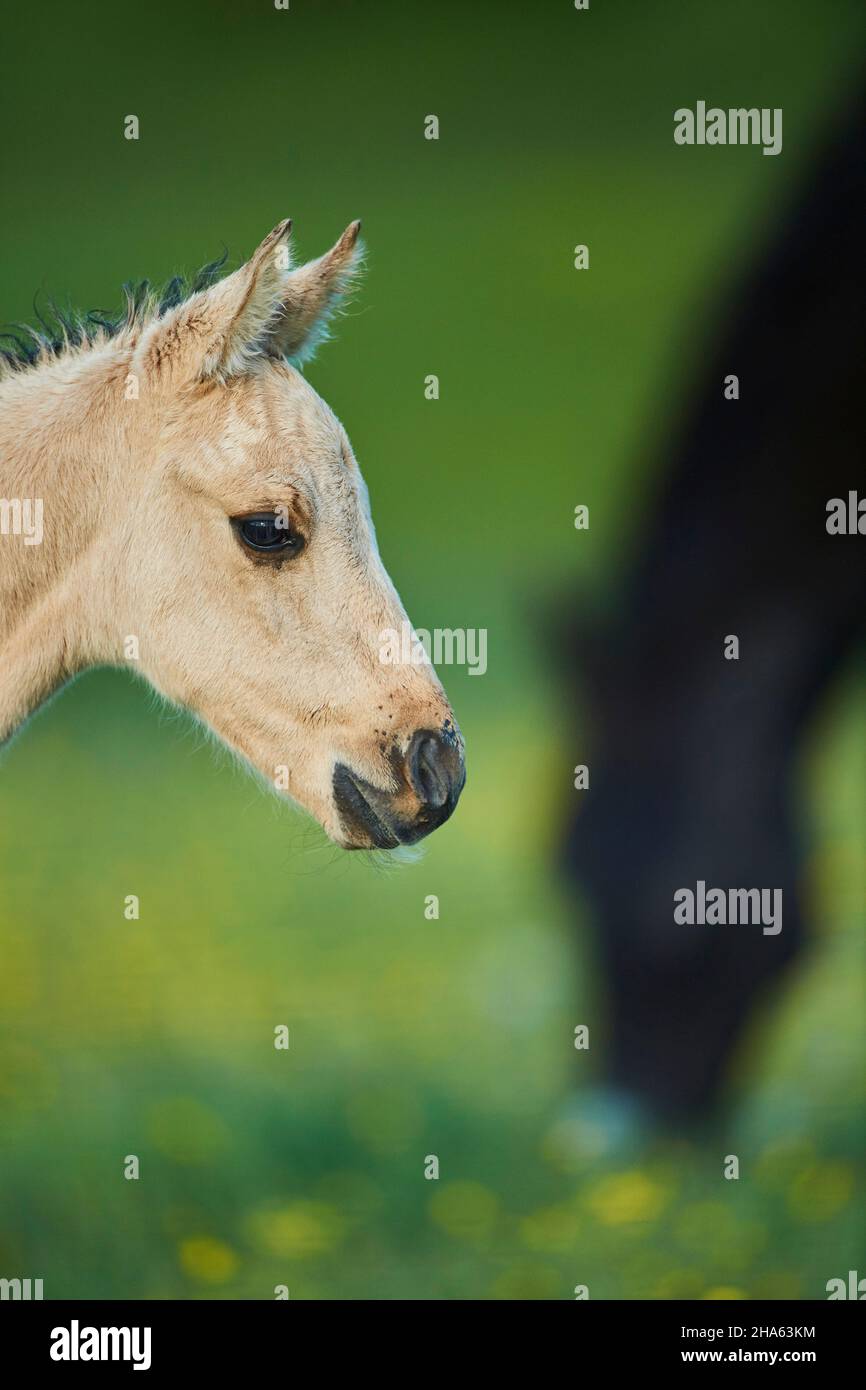 domestic horse (equus caballus),american quarter horse,foal,paddock ...